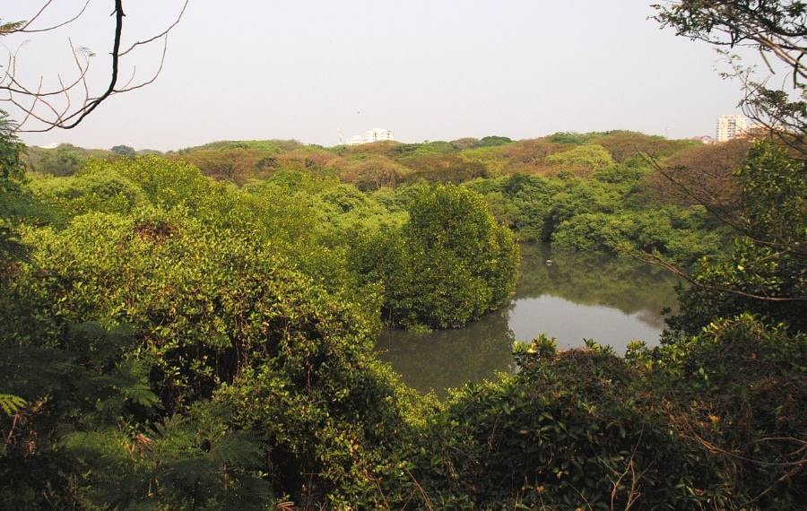 Mangalavanam Bird Sanctuary | Kochi - What to Expect | Timings | Tips ...