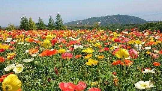 Awaji Island | Osaka - What to Expect | Timings | Tips - Trip Ideas by ...