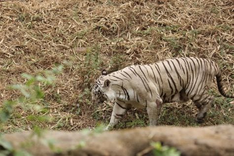 Visit the Famous Rajiv Gandhi Zoological Park | Pune - What to Expect ...