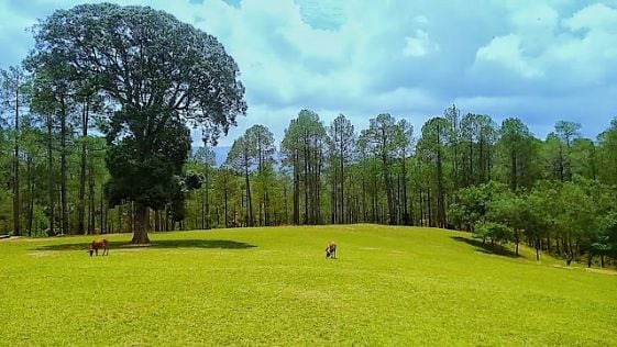Upat Golf Course | Ranikhet - What to Expect | Timings | Tips - Trip ...