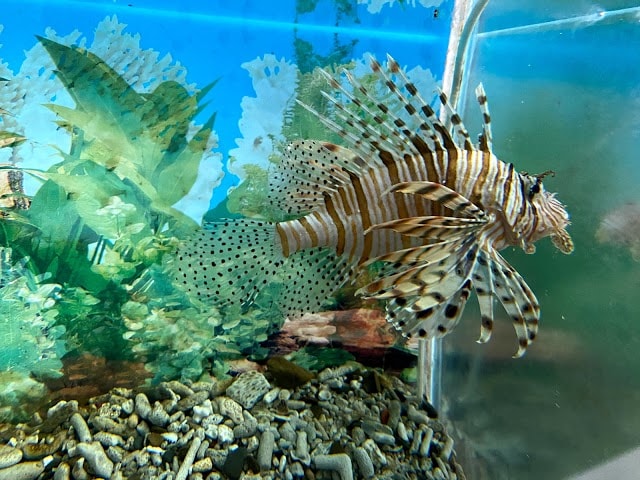 Samudrika Naval Marine Museum, Port Blair - Ticket Price, Timings, Photos