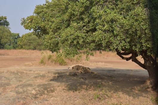 Devalia Safari Park | Sasan Gir - What to Expect | Timings | Tips ...