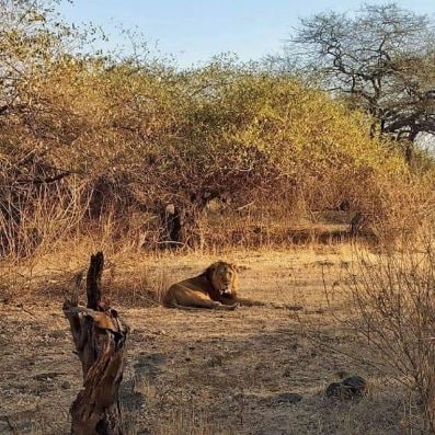 Devalia Safari Park | Sasan Gir - What to Expect | Timings | Tips ...