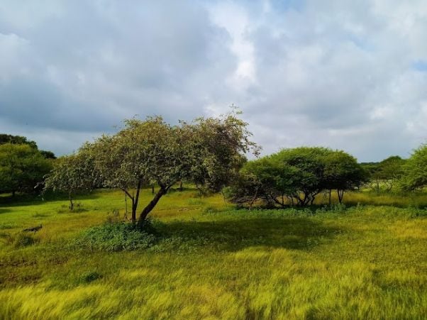 Devalia Safari Park | Sasan Gir - What to Expect | Timings | Tips ...