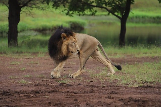 Devalia Safari Park | Sasan Gir - What to Expect | Timings | Tips ...