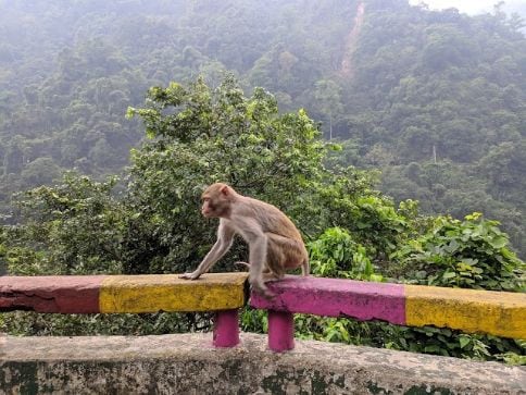 Mahananda Wildlife Sanctuary | Siliguri - What to Expect | Timings ...