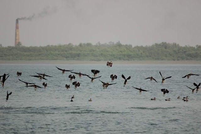 Piyali Island | Sunderbans - What to Expect | Timings | Tips - Trip ...