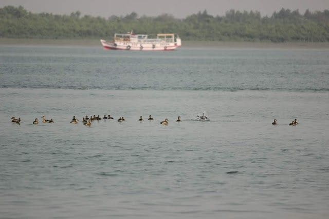 Piyali Island | Sunderbans - What to Expect | Timings | Tips - Trip ...
