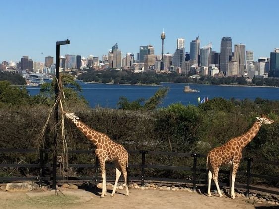 Taronga Zoo | Sydney - What to Expect | Timings | Tips - Trip Ideas by ...