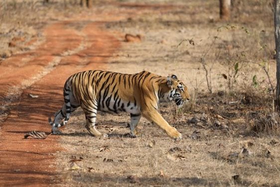 Tadoba Andhari Tiger Reserve | Tadoba - What to Expect | Timings | Tips ...