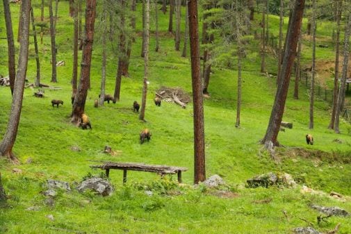 Explore Motithang Takin Preserve | Thimphu - What to Expect | Timings ...