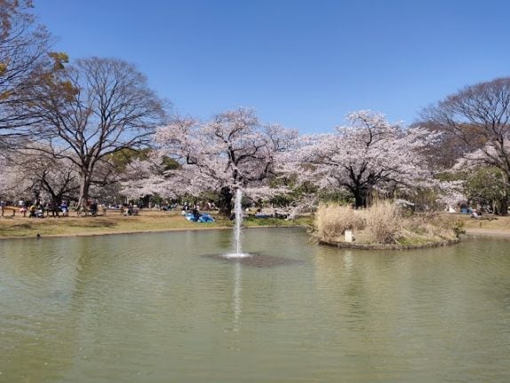 Yoyogi Park | Tokyo - What to Expect | Timings | Tips - Trip Ideas by ...