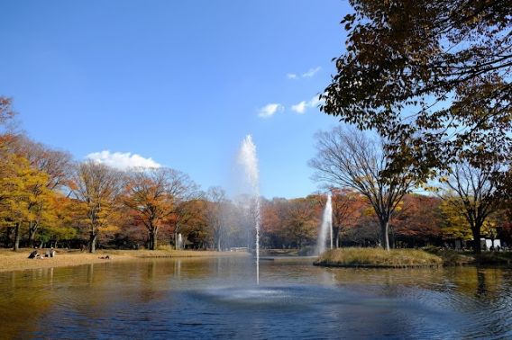 Yoyogi Park | Tokyo - What to Expect | Timings | Tips - Trip Ideas by ...