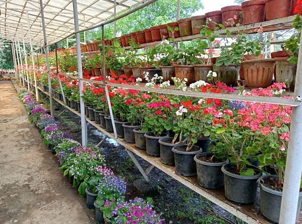 Company Bagh | Mussoorie - What to Expect | Timings | Tips - Trip Ideas ...