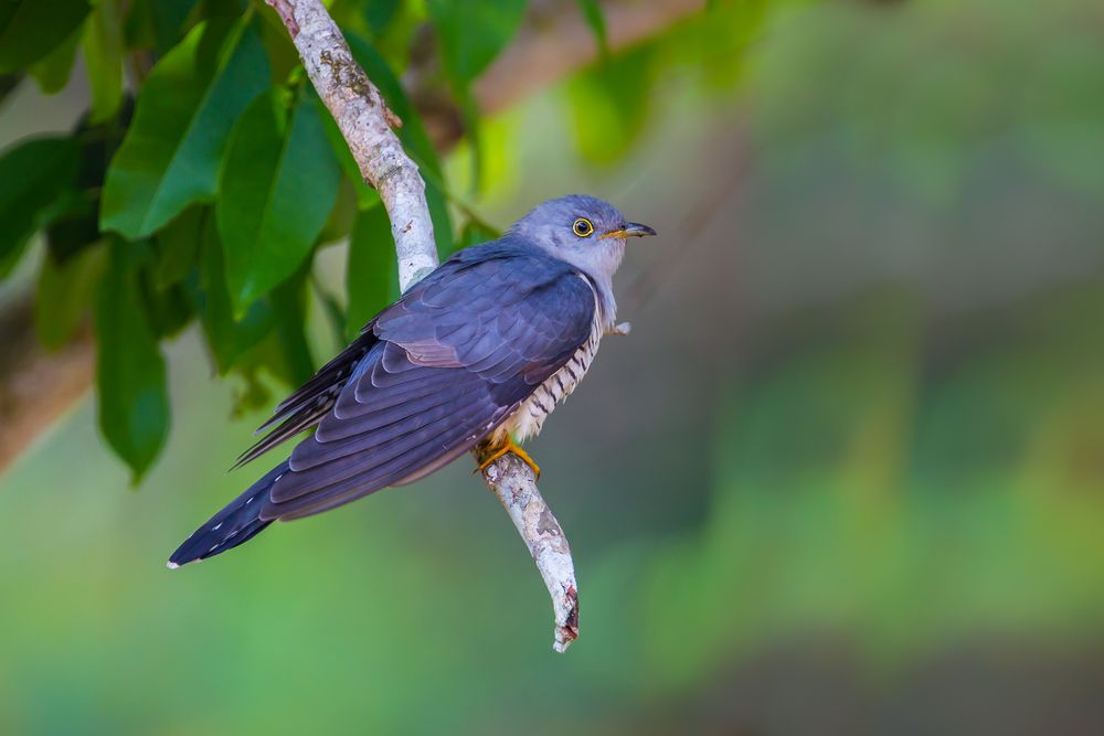 Himalayan Bird Park | Shimla - What to Expect | Timings | Tips - Trip ...