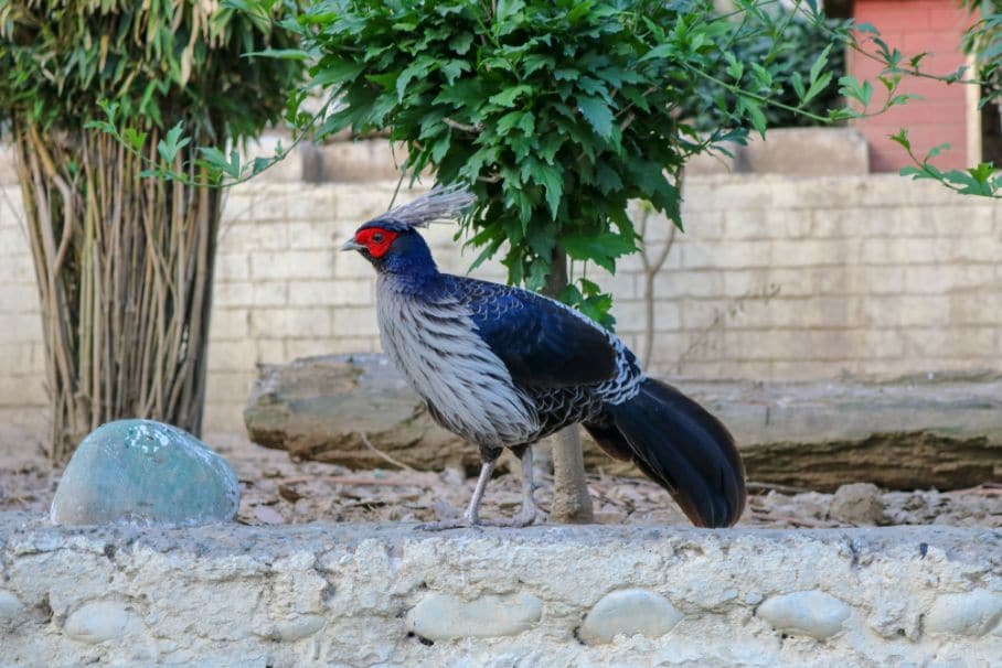 Himalayan Bird Park | Shimla - What to Expect | Timings | Tips - Trip ...