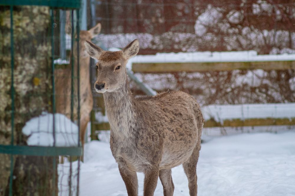 Dachigam National Park, Srinagar - Safari Timing, Ticket Fee & Photos