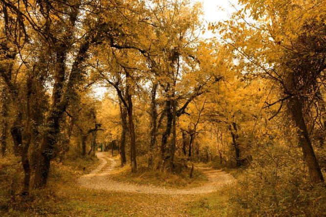 Dachigam National Park, Srinagar - Safari Timing, Ticket Fee & Photos