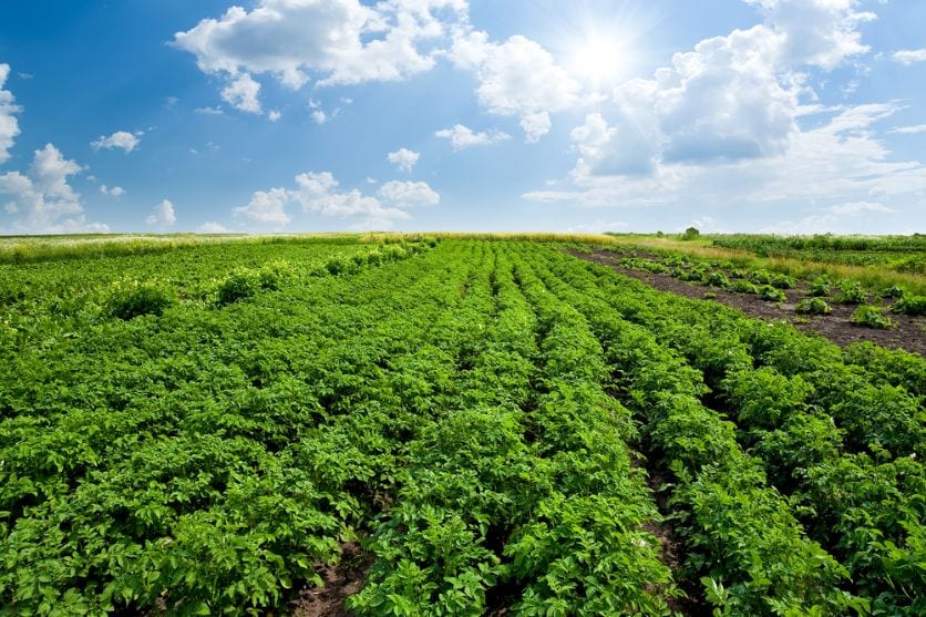 Take a Tour of the Potato Farms | Dhanaulti - What to Expect | Timings ...