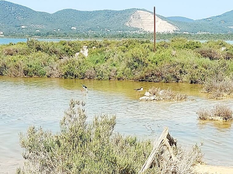 Birdwatching at Ses Salines | Ibiza - What to Expect | Timings | Tips ...