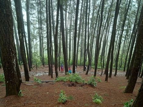 Pine Forest Exploration | Vagamon - What to Expect | Timings | Tips ...