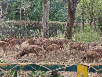Amirthi Zoological Park | Vellore - What to Expect | Timings | Tips ...