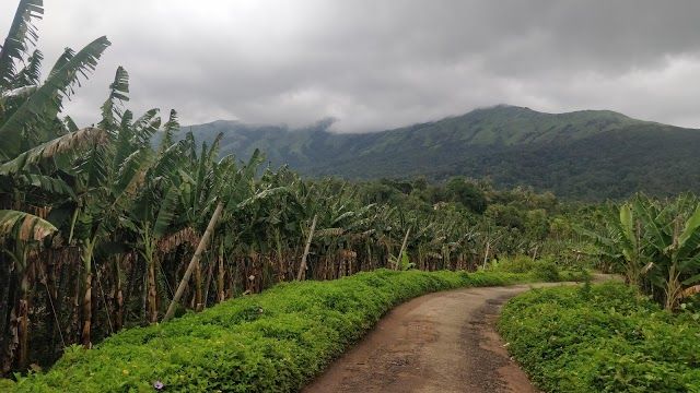 Muthanga Wildlife Sanctuary | Wayanad - What to Expect | Timings | Tips ...