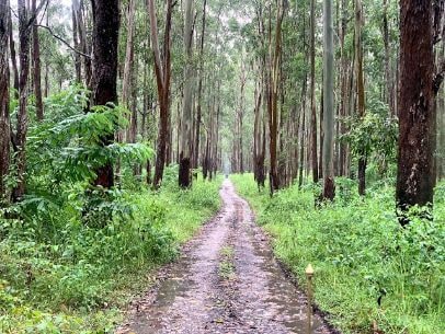 Muthanga Wildlife Sanctuary | Wayanad - What to Expect | Timings | Tips ...