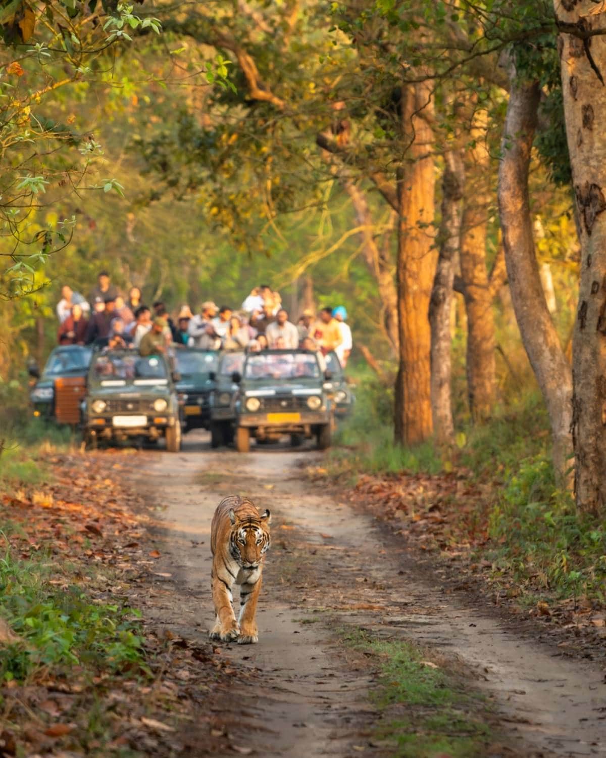 5 Animals You Can Spot While Exploring Jim Corbett