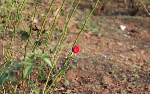 19 Places to Visit in Yercaud in 2026 | Top Tourist Attractions & Places