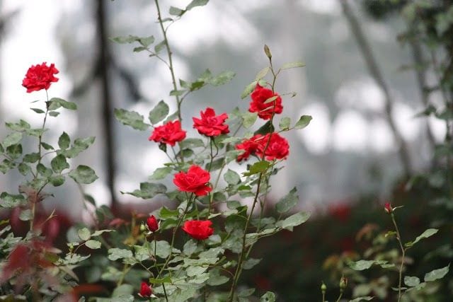 Yercaud Rose Garden | Yercaud - What to Expect | Timings | Tips - Trip ...
